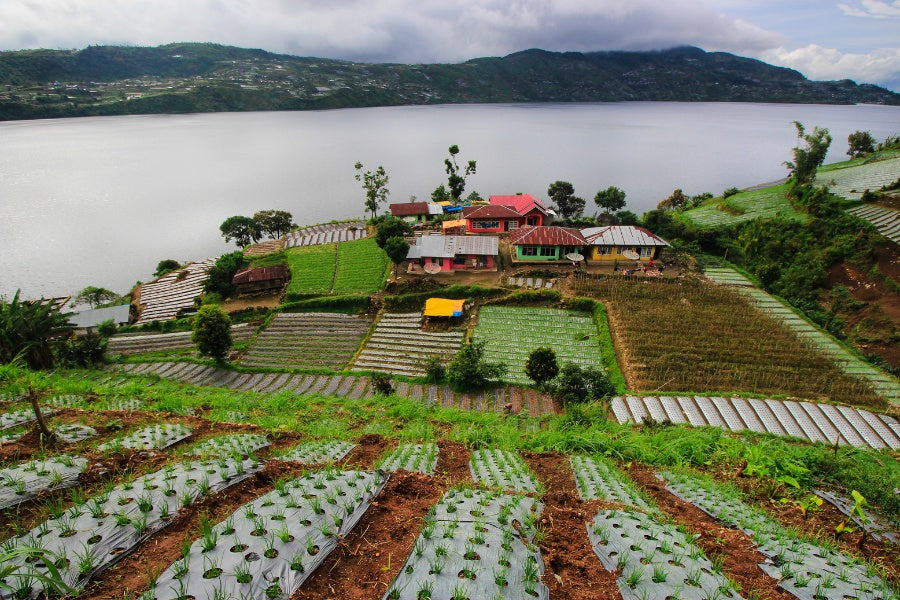 Sumatra Lake Tawar Coffee: Earthy, Low-Acid Gayo Arabica – myCuppa